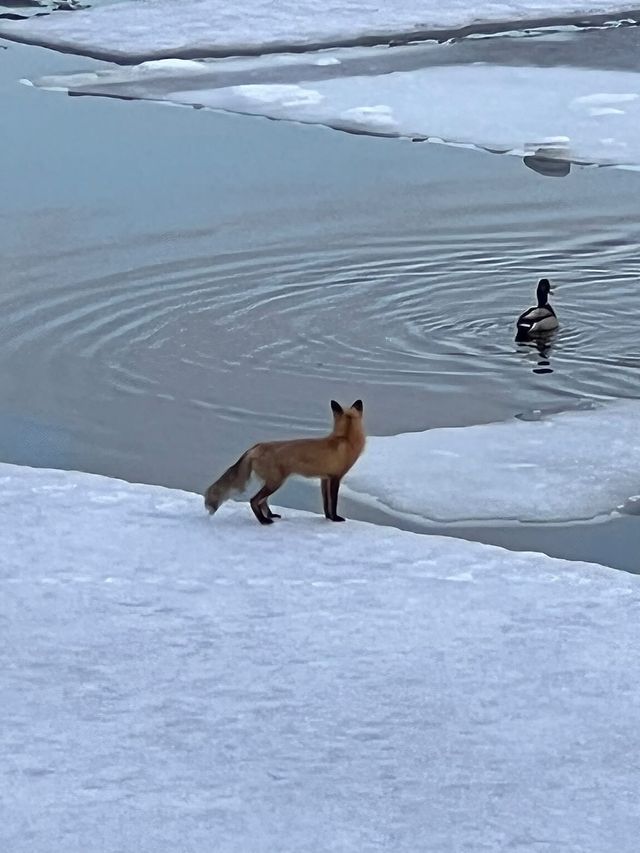 Montreal fox trapped on ice at Old Port, relocation efforts underway