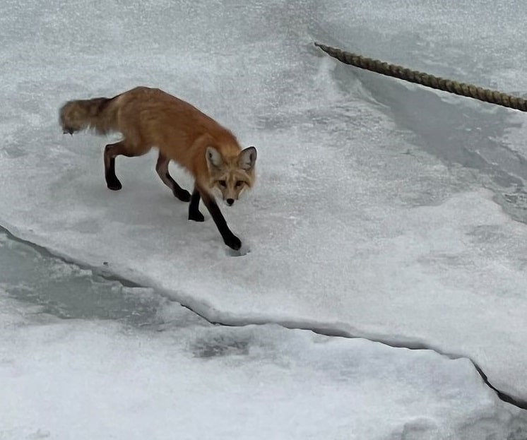 Montreal fox trapped on ice at Old Port, relocation efforts underway