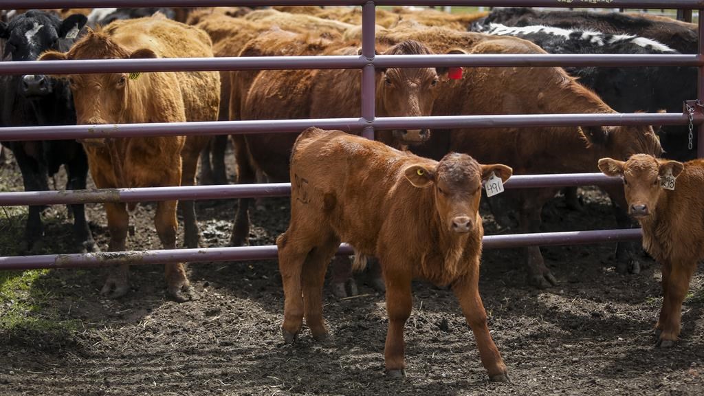 Is climate-friendly beef even a possibility?