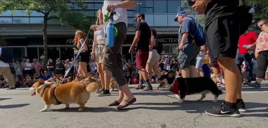 Queen Elizabeth II's love of corgis shared by Montrealers | CityNews ...