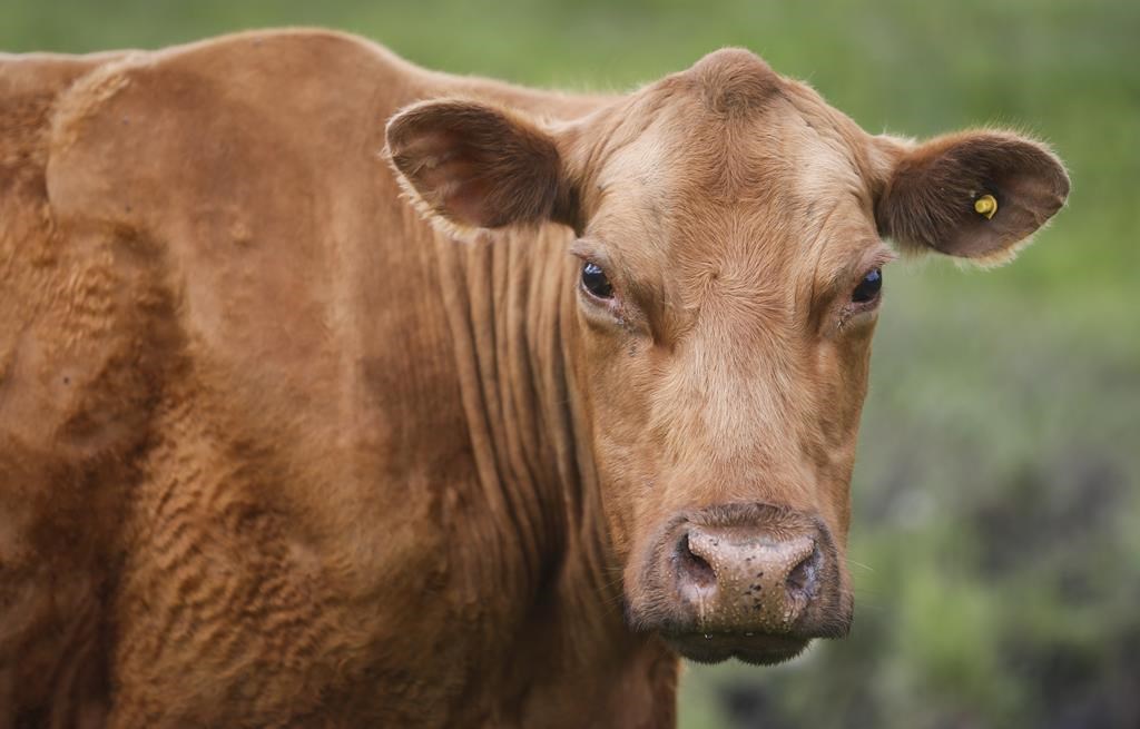 Months long saga of runaway cattle in Quebec comes to an end with ...