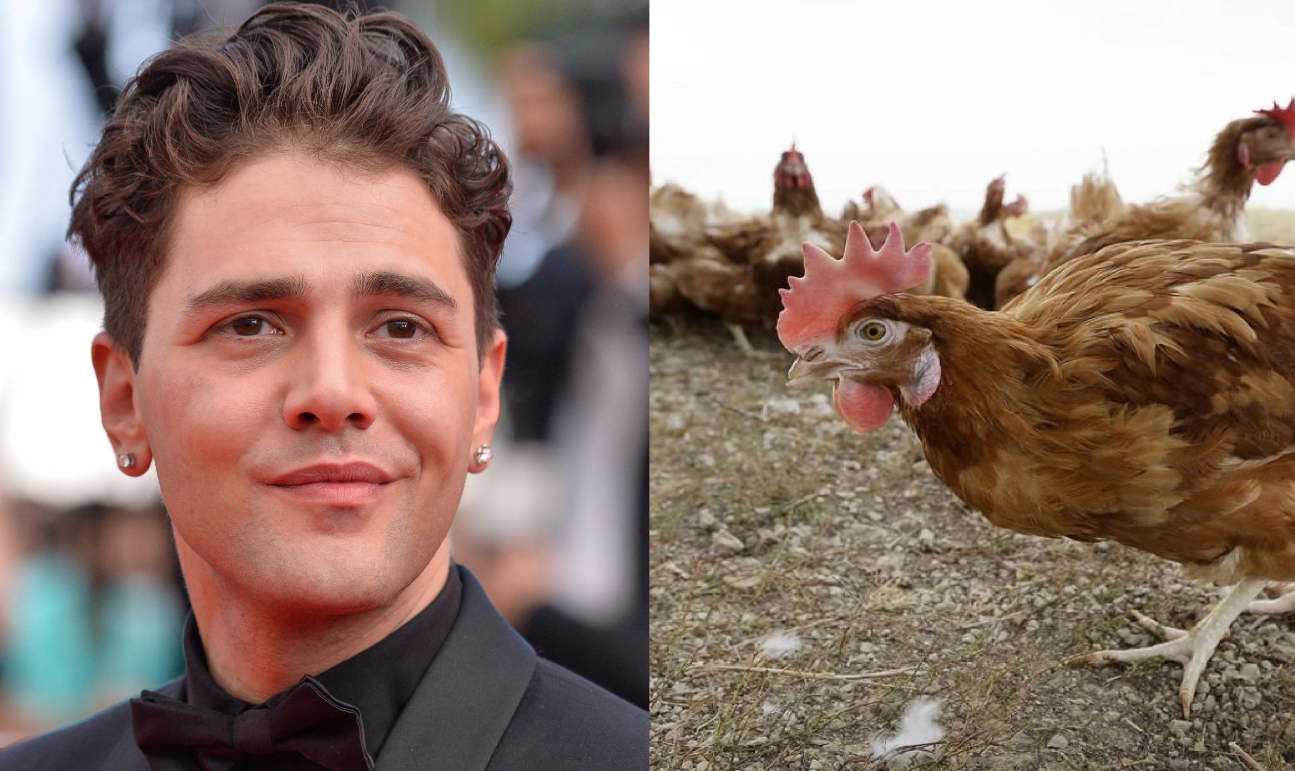 Protection of Quebec farm animals: Montreal SPCA petition - CityNews ...