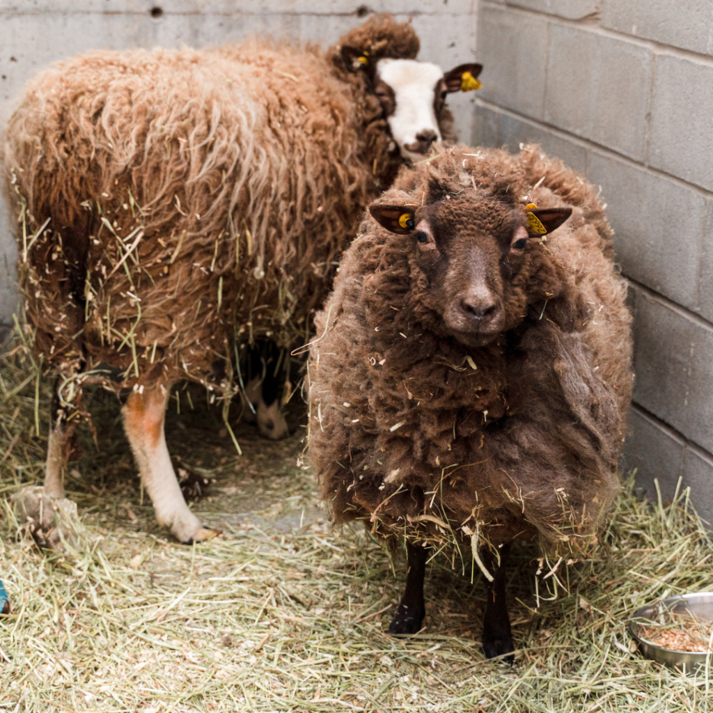 Sheep and roosters found in a Montreal park
