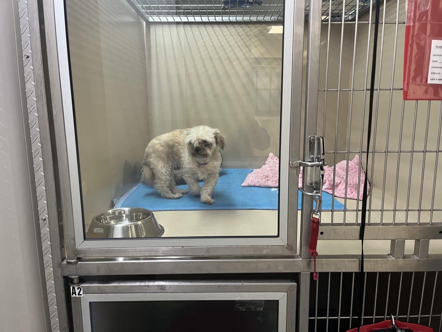 Montreal SPCA to add 24/7 call centre this fall | CityNews Montreal