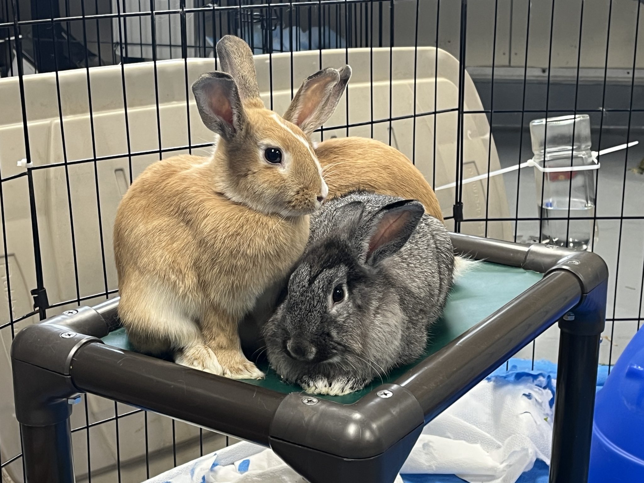 Animals abandoned at SPCA up 21% ahead of Moving Day - CityNews Montreal