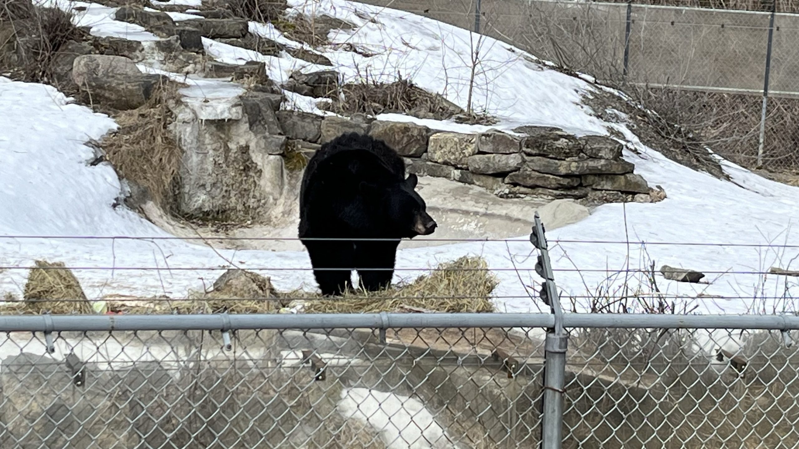 Montreal black bear leaves hibernation at Ecomuseum
