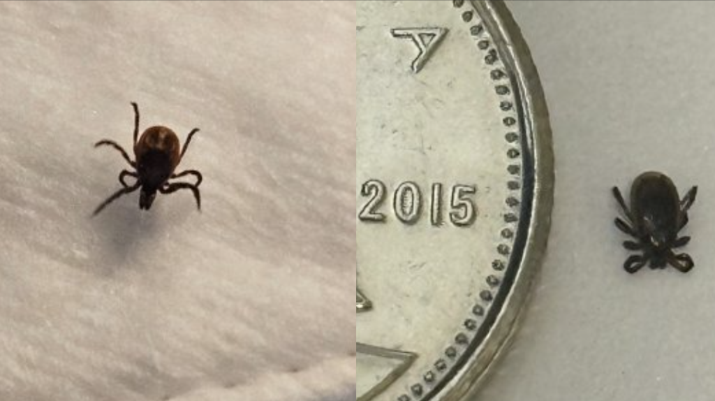 Tick talk: What to keep in mind before venturing outdoors