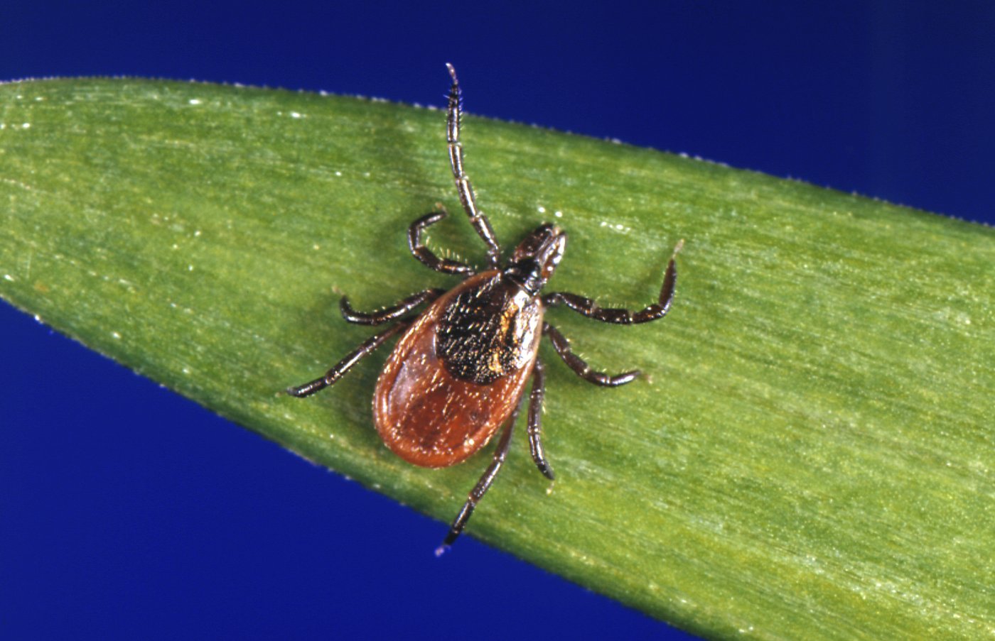 Quebec reports first case of tick-borne Rocky Mountain spotted fever