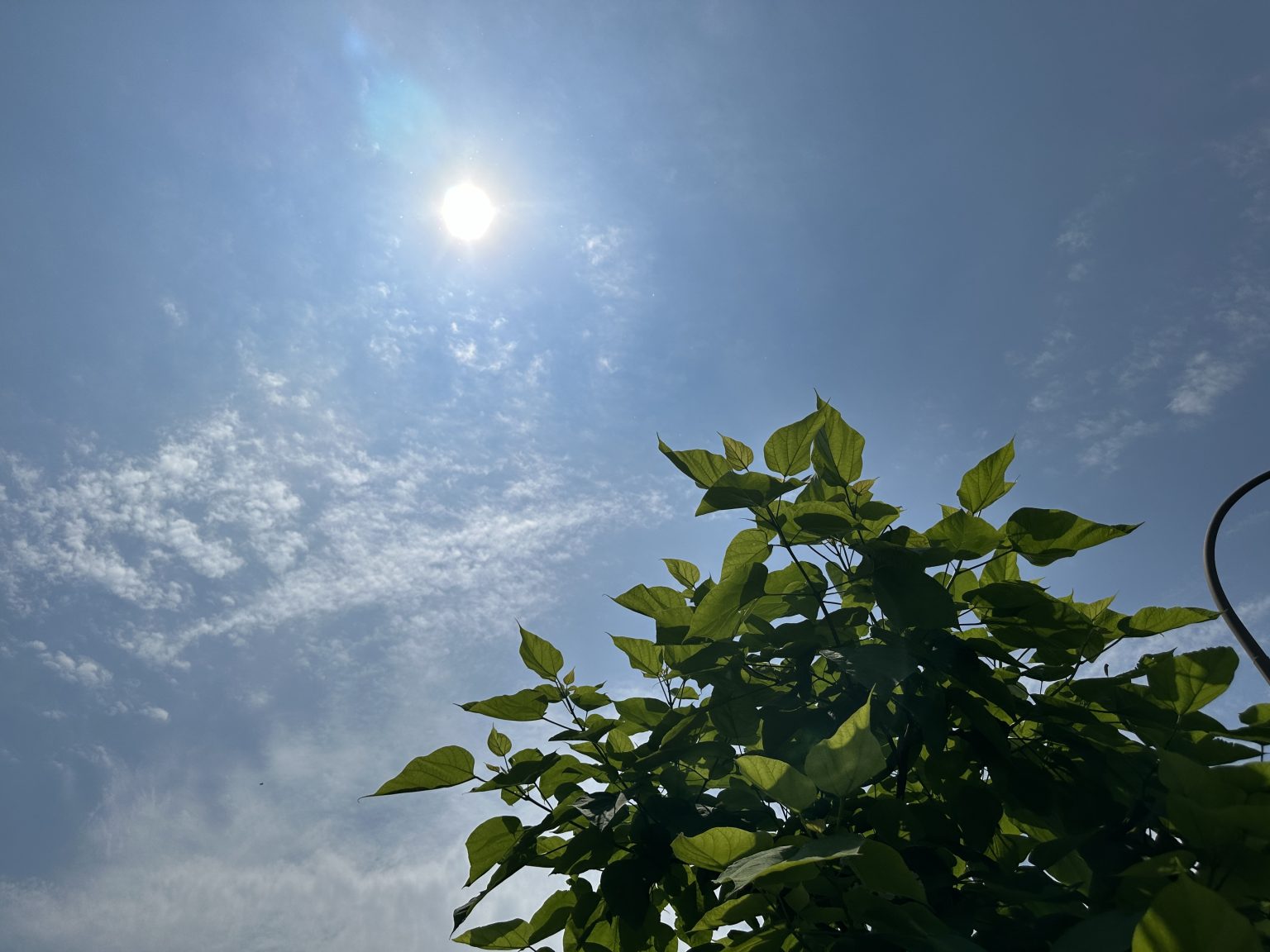 Montreal starting week with chillier temperatures
