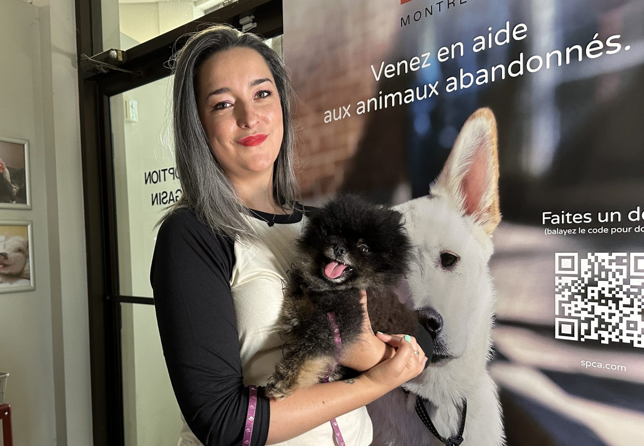 Tough summer ahead for animals with no homes, Montreal SPCA calls for help