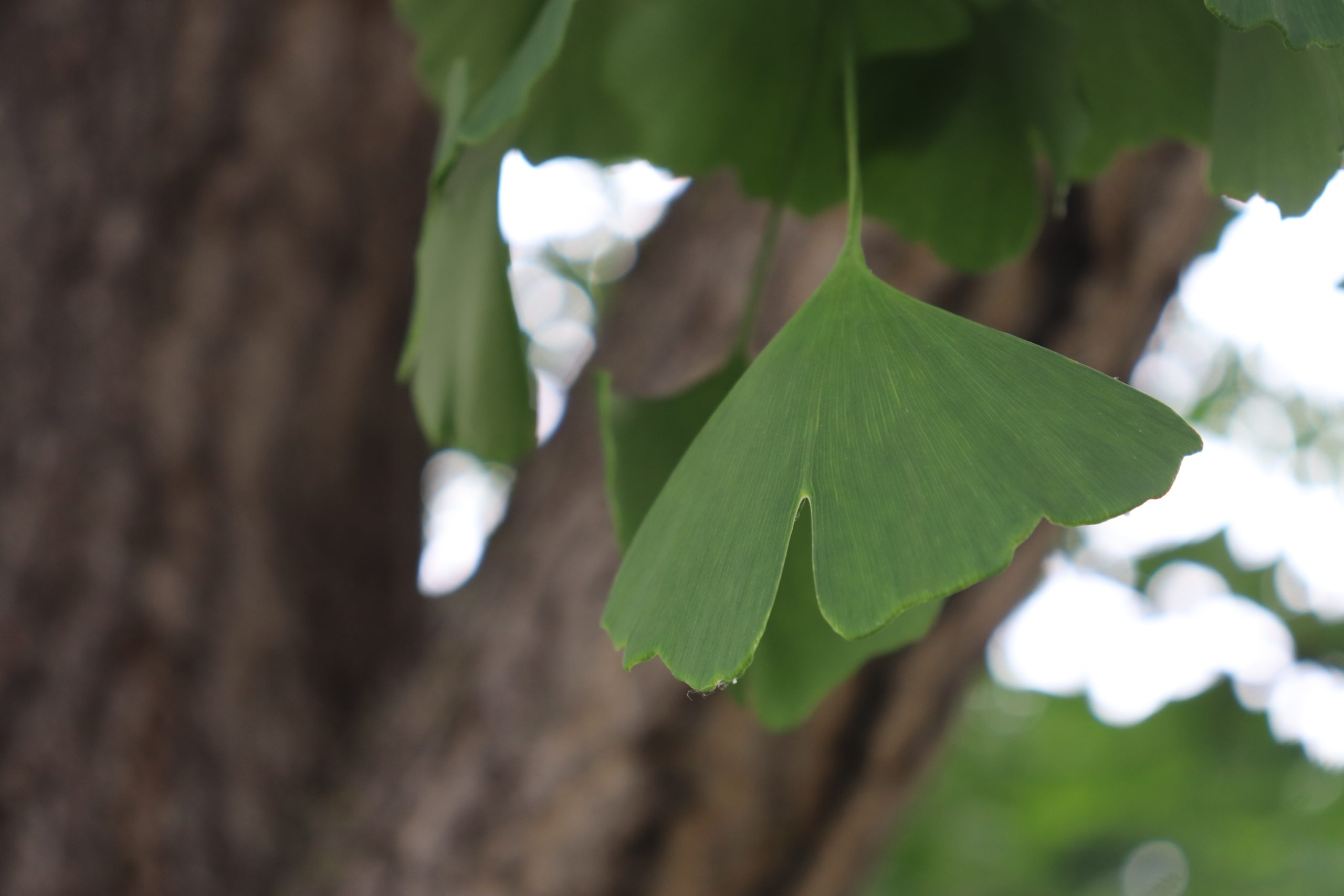 Post a photo, plant a tree: How you can help make Montreal greener with ...