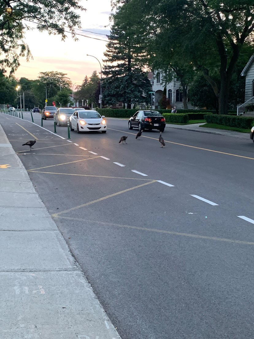What are wild turkeys doing in Montreal? - CityNews Montreal