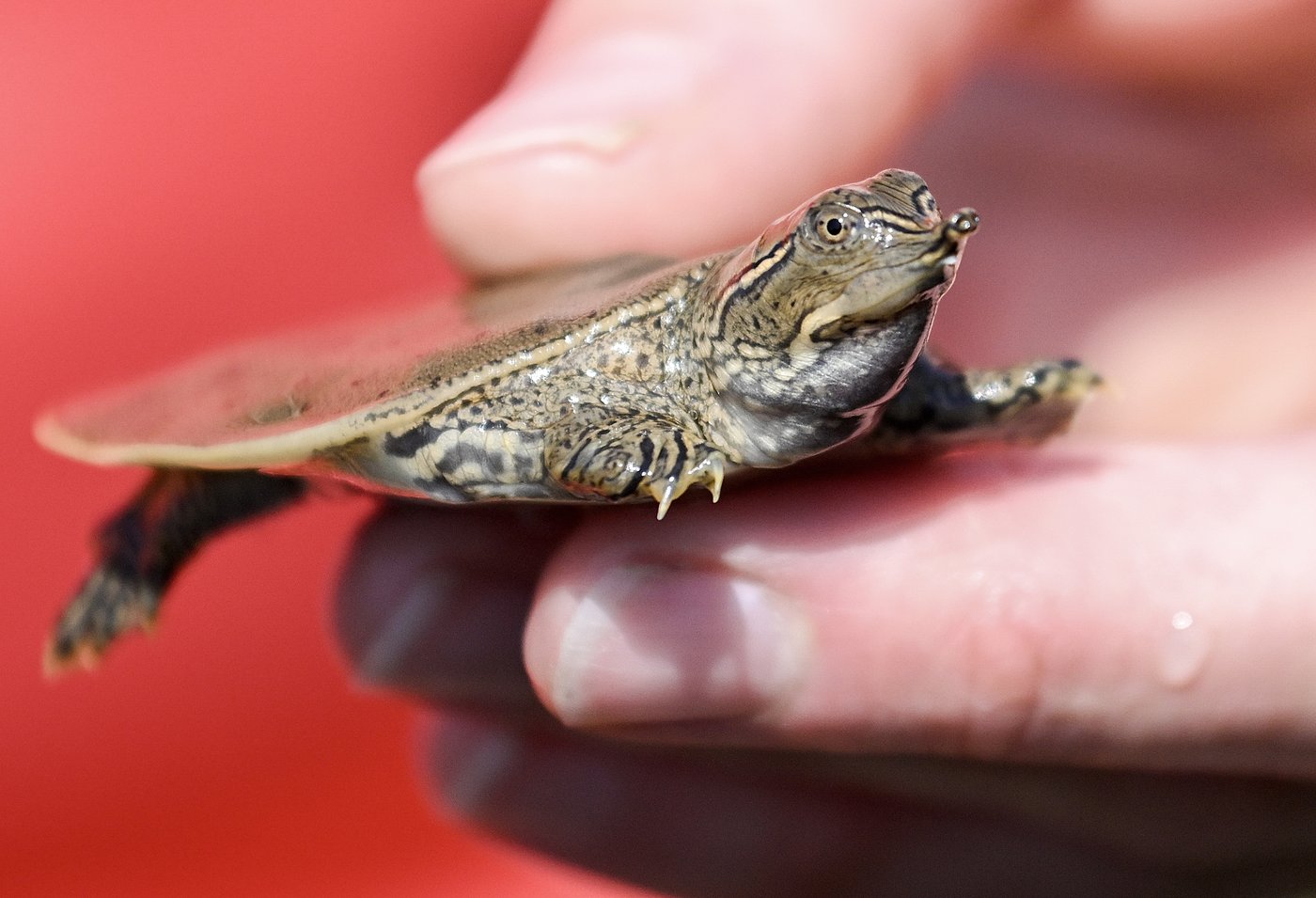 Dozens of baby turtles set free in Quebec river as part of zoo ...