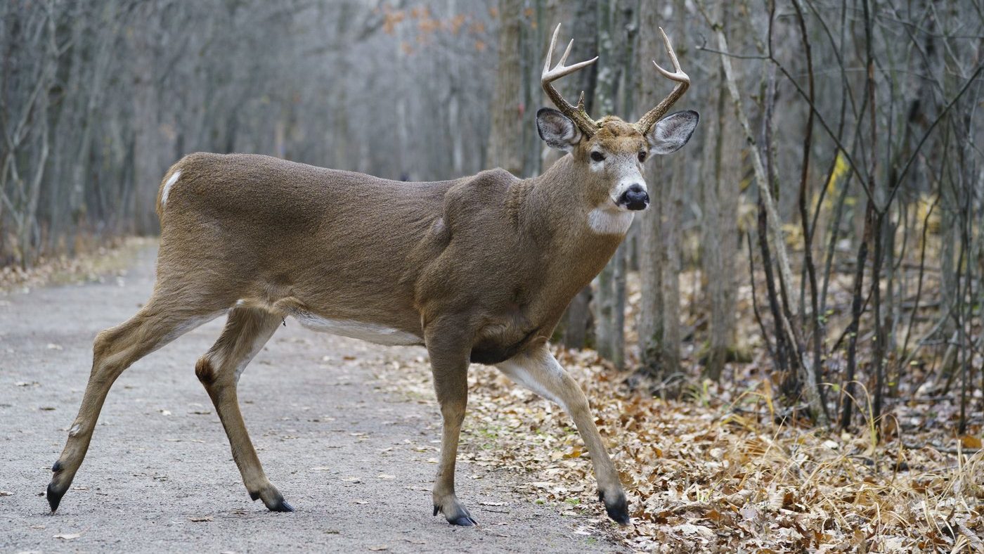 Longueuil deer cull operation now complete