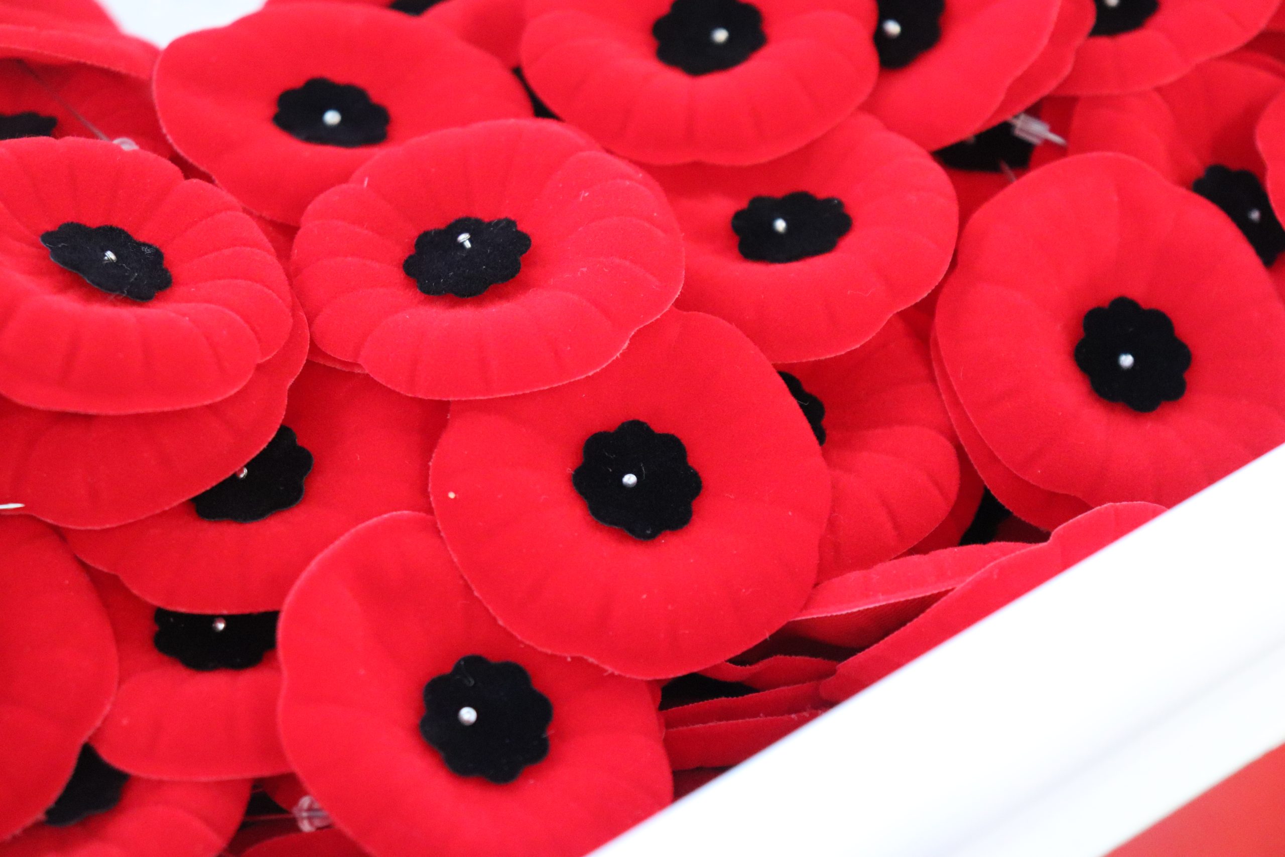 Poppy campaign leading up to Remembrance Day: 'Very proud to have served'