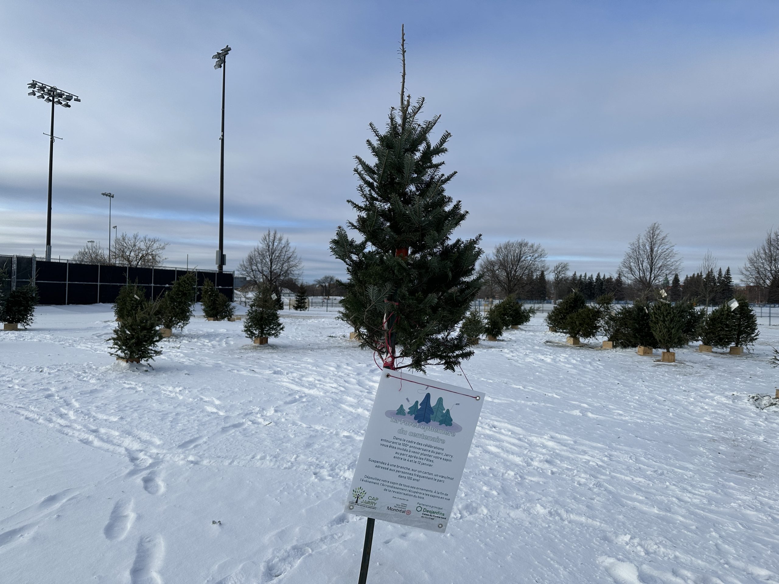 Montreal's Jarry Park helps give Christmas trees a second life