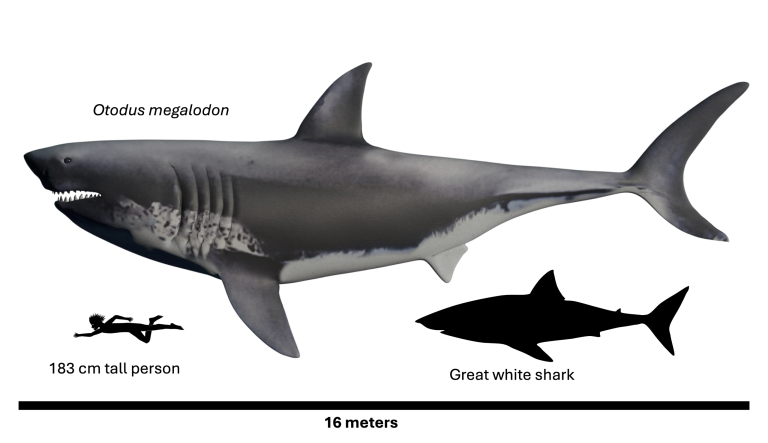 McGill University student finds megalodons used to live in Canada