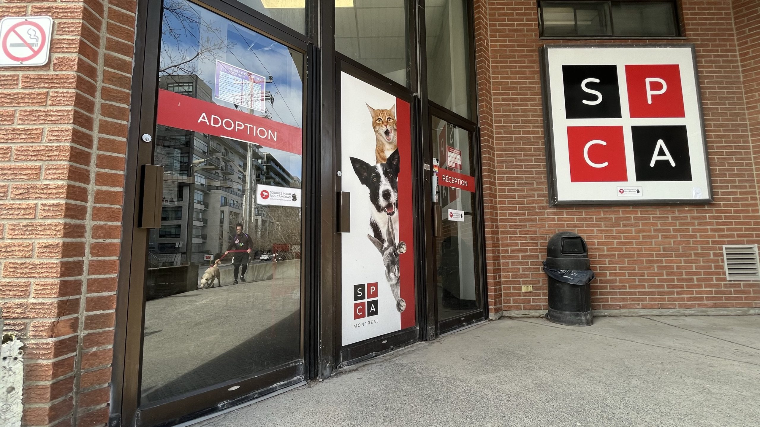 Montreal SPCA challenges political parties to address no-pet clauses ...