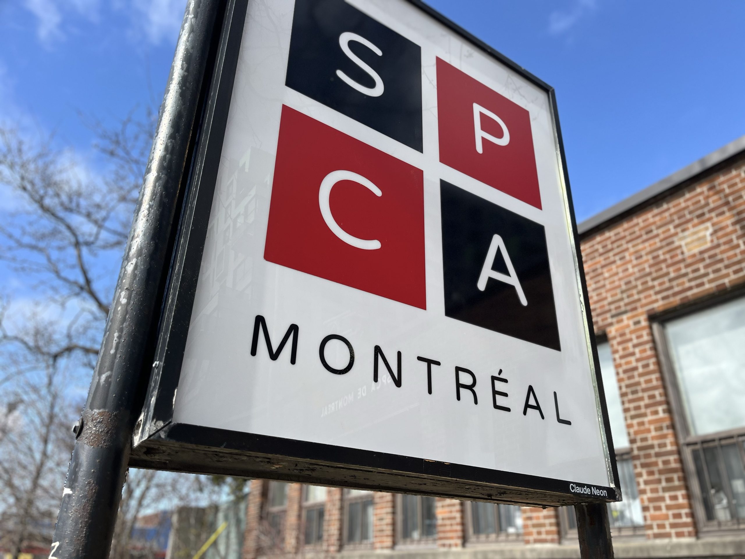 Montreal SPCA to add 24/7 call centre this fall - CityNews Montreal