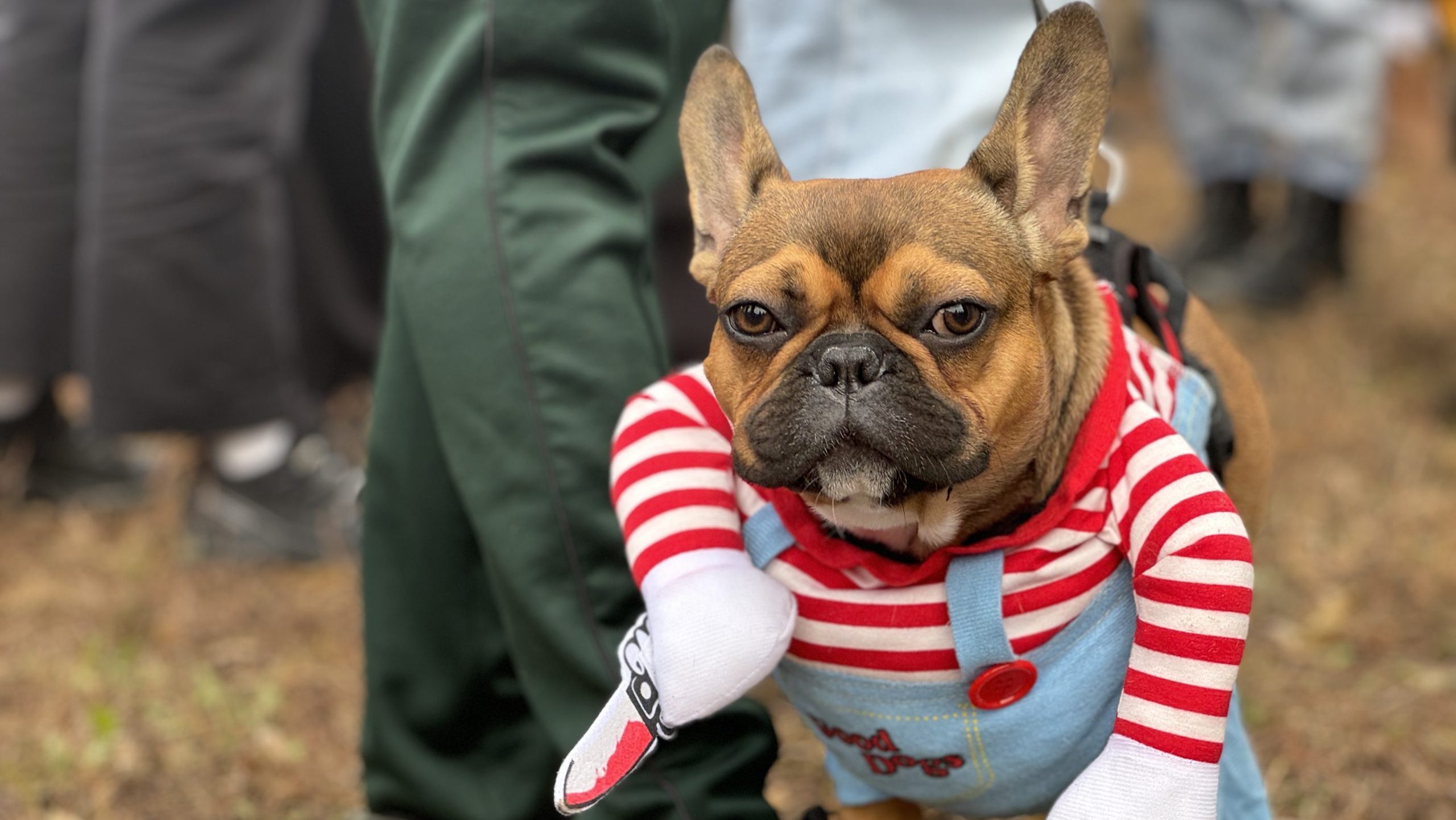 Pawlloween Pawrade brings howl-oween spirit to Outremont
