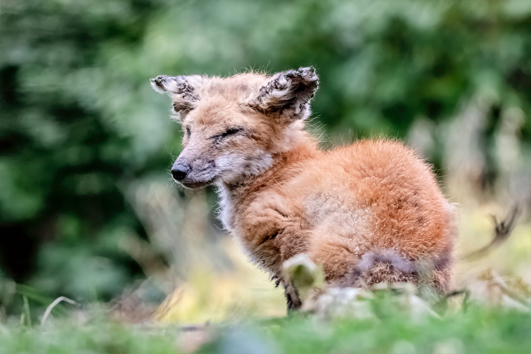 Animal lovers in Montreal's Westmount are teaming up to rescue a sick ...