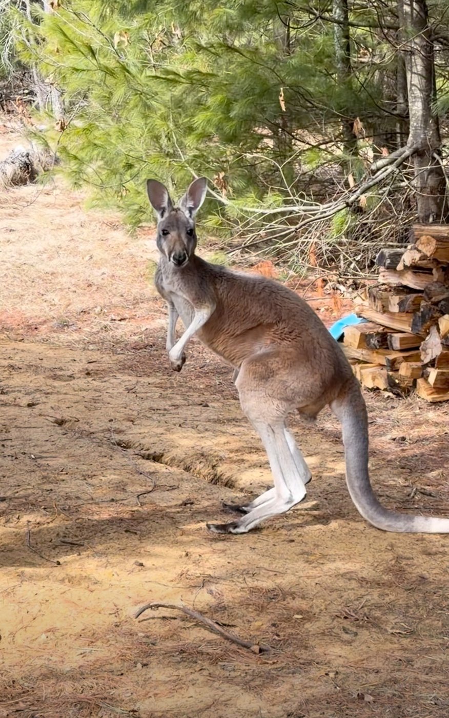 Search underway for escaped Kangaroo on Montreal’s South Shore