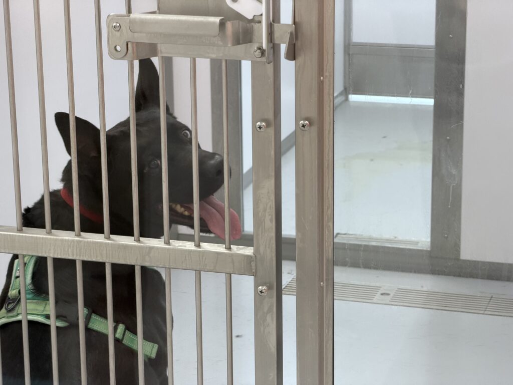 Montreal creates one-stop hub for animal care services with SPCA ...