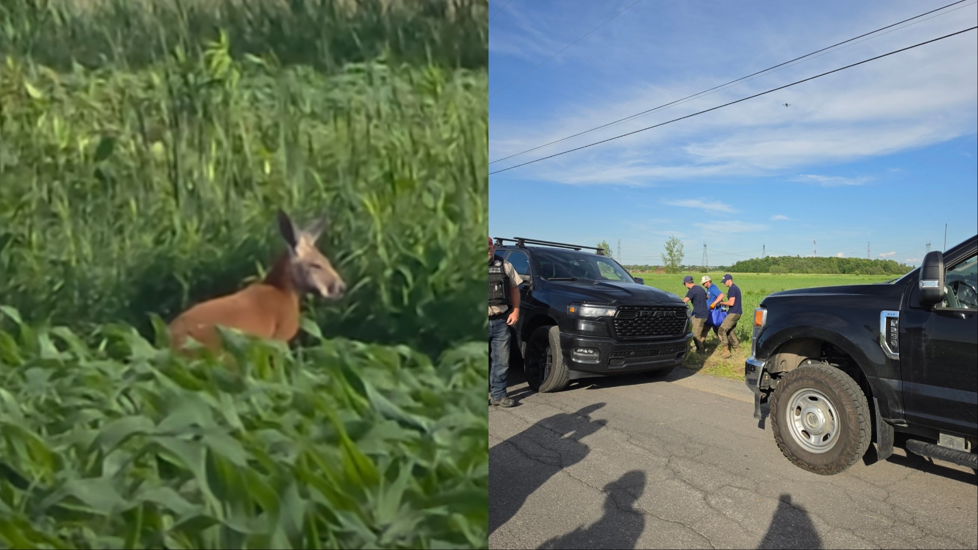 Lawyer for animal protection group wants ‘criminal consequences’ for ...